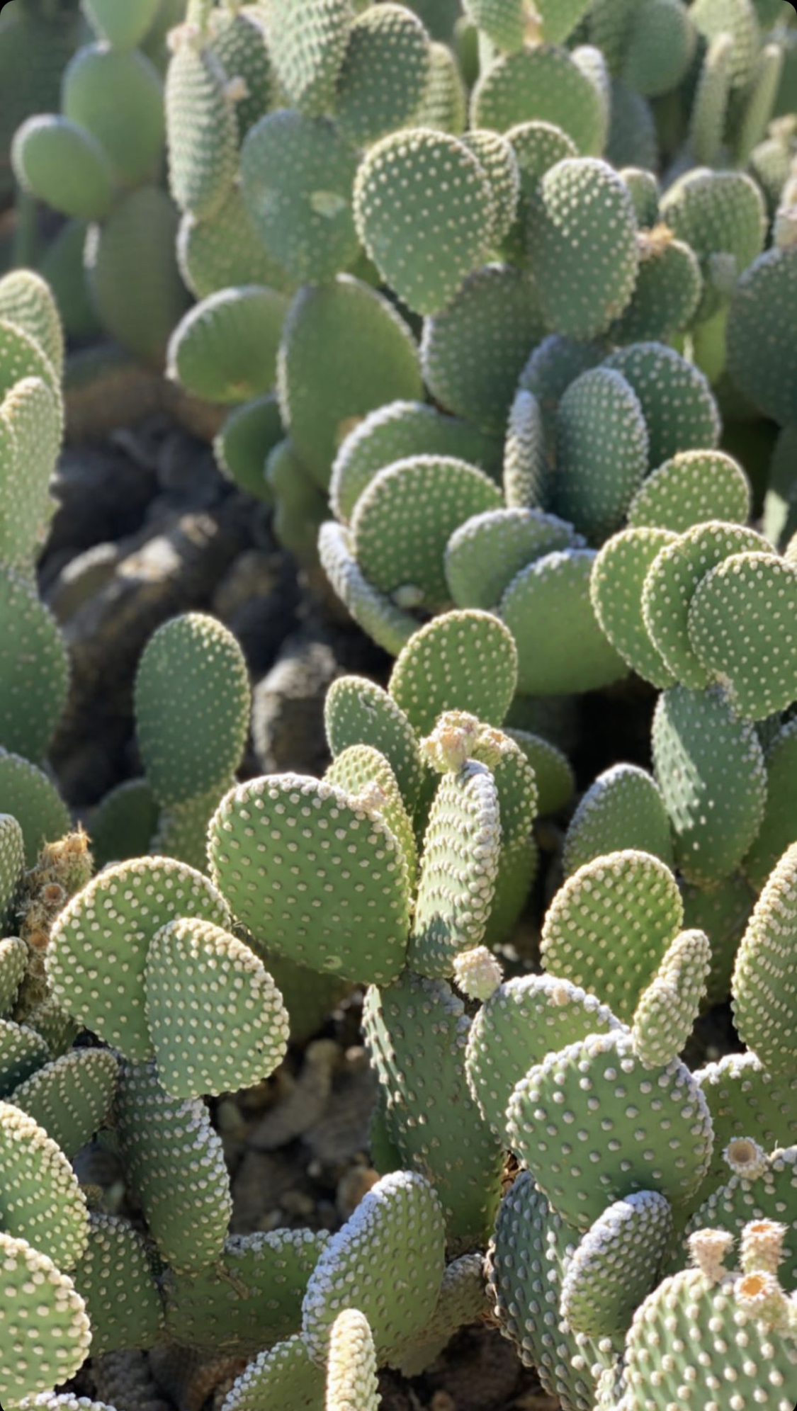 SENTINEL BEHAVIORAL CONSULTING – Behavior Based Consultation Services